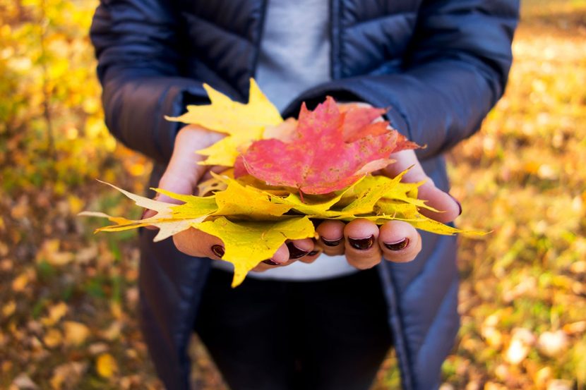 ️ Arce azucarero (Acer saccharum) | Guía Completa 2021