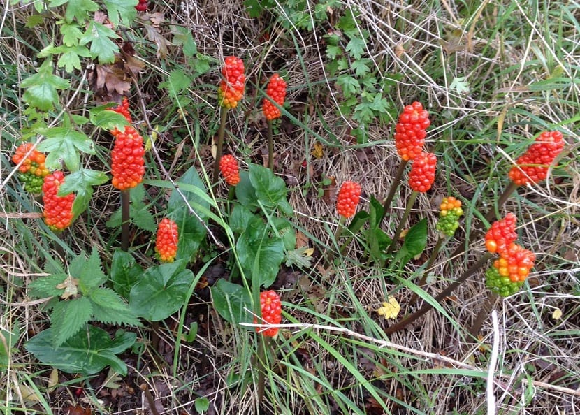 ️ Comida de culebras (Arum maculatum) | Guía Completa 2025