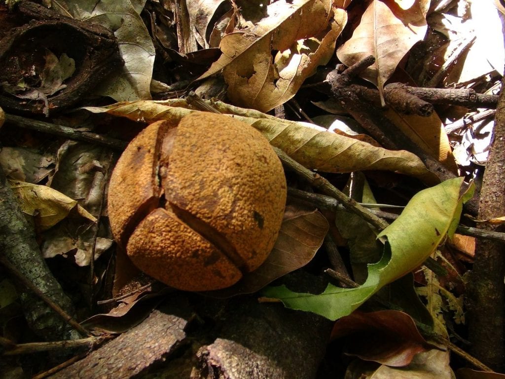 ️ Billia | Guía Completa 2023