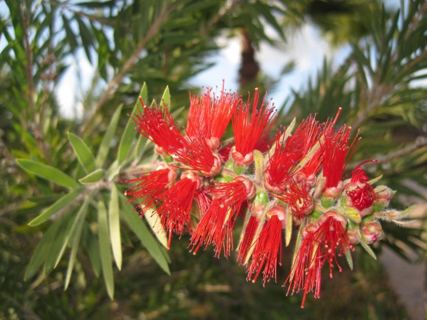 ️ Callistemon llorón (Callistemon viminalis) | Guía Completa 2021