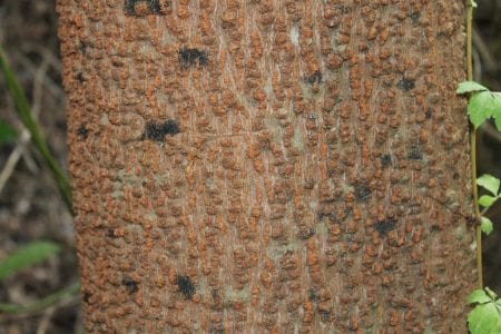 ️ Canelo (Drimys winteri) | Guía Completa 2022