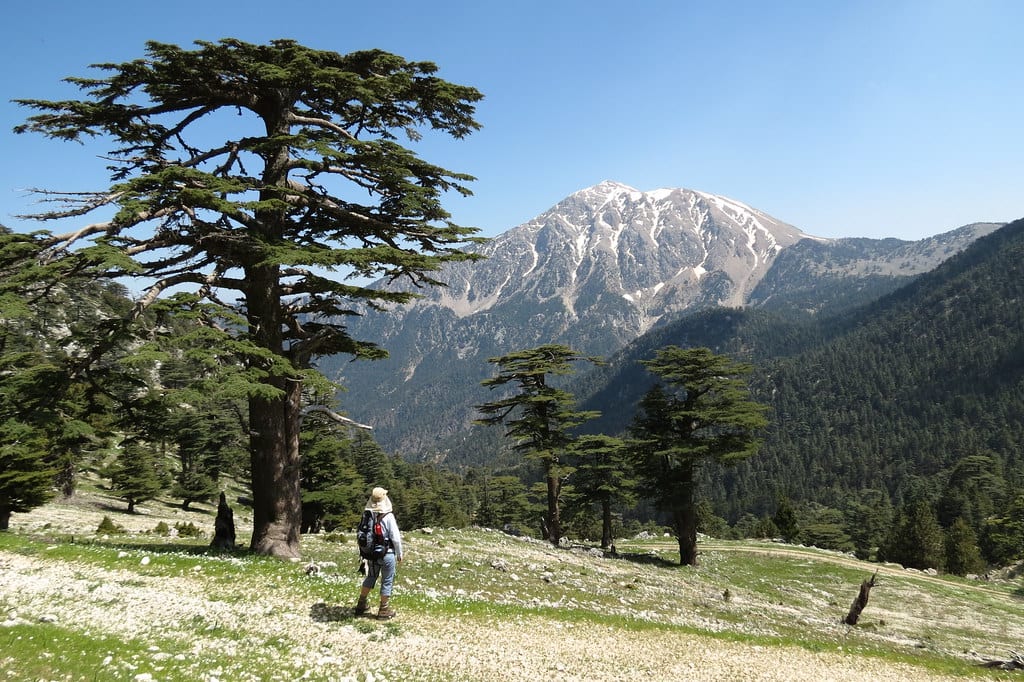 ️ Cedro del Líbano (Cedrus libani) | Guía Completa 2021