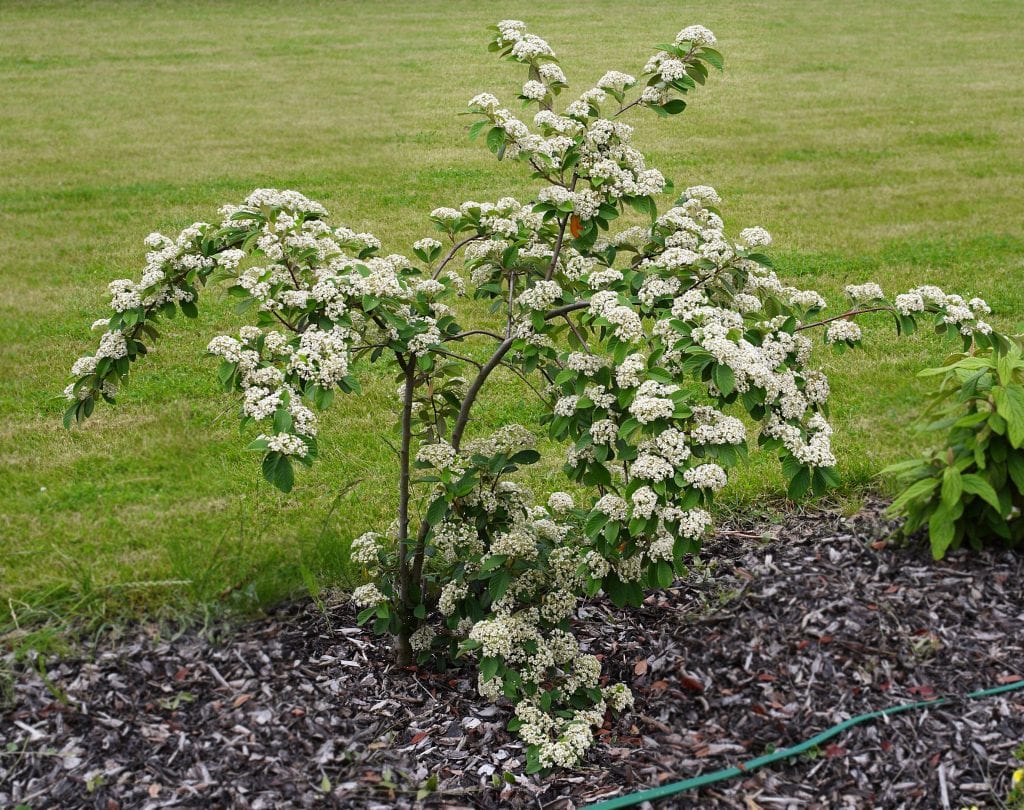 ️ Cotoneaster lacteus (Cotoneaster coriaceus) | Guía Completa 2026