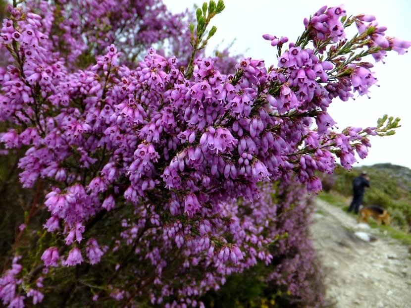️ Brezo rojo (Erica australis) | Guía Completa 2023