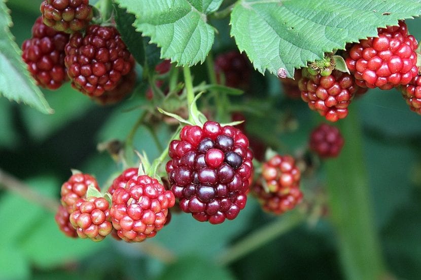️ ¿Cómo cultivar frutos del bosque en un jardín? | Guía Completa 2021