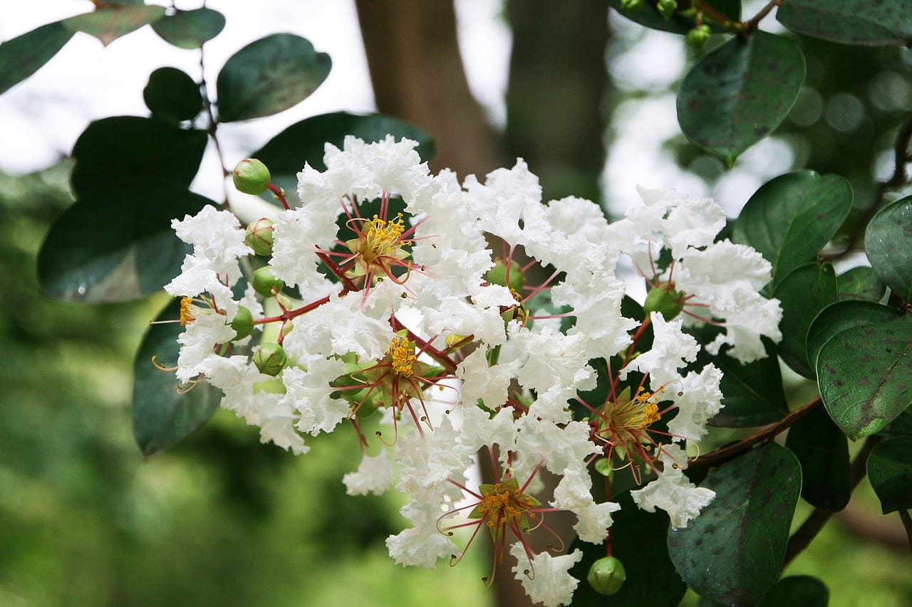 ️ ¿Cómo cuidar y mantener la Lagerstroemia indica o Árbol de Júpiter ...