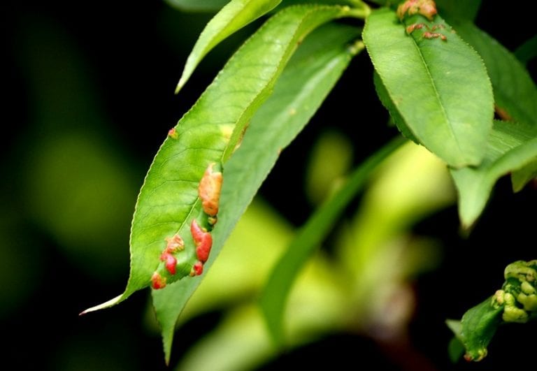 ️ Los Cancros o Chancros en la jardinería | Guía Completa 2022