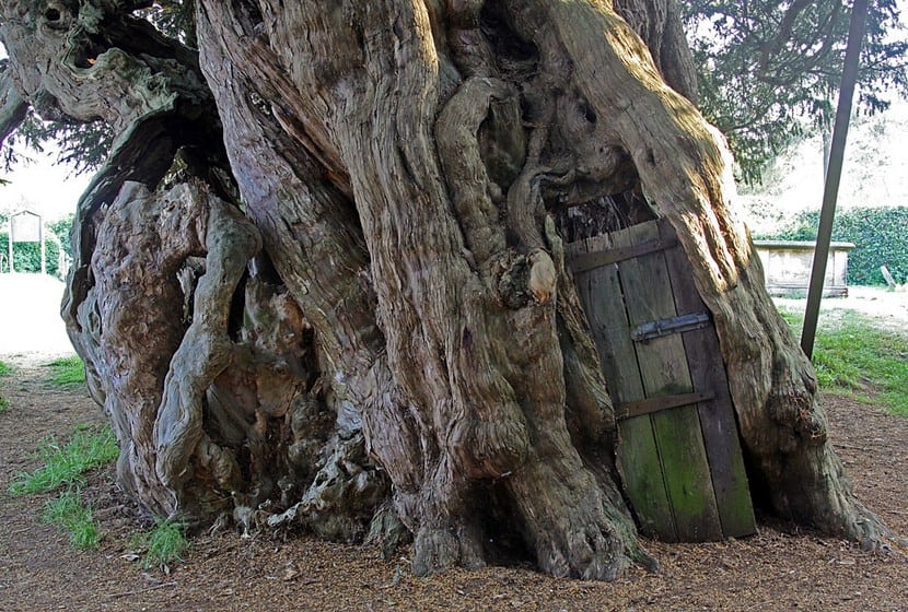 ️ Los peligros del Tejo, un árbol ancestral y venenoso | Guía Completa 2026