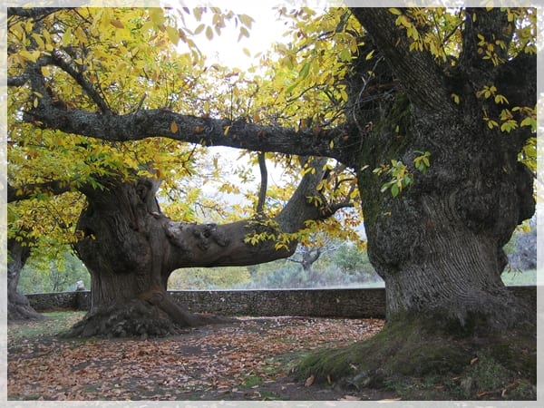 ️ Plantación y cuidados necesarios del castaño | Guía Completa 2025