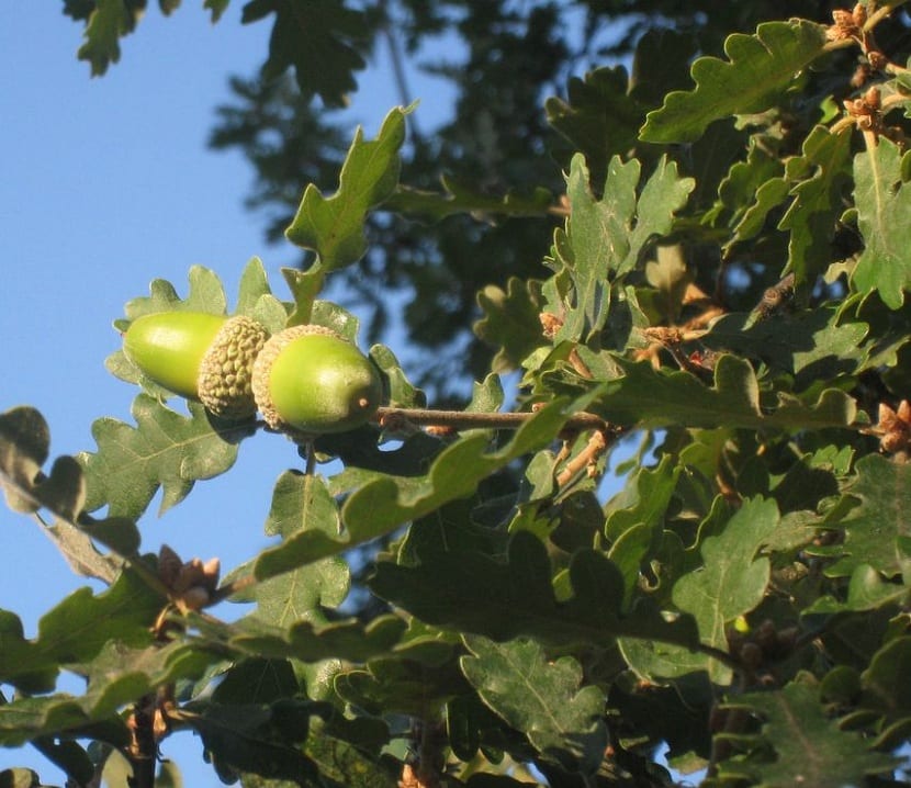 ️ Quercus humilis | Guía Completa 2021
