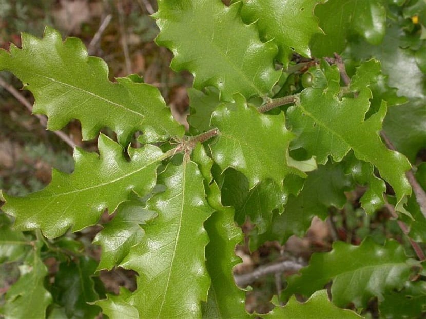 ️ Quercus humilis | Guía Completa 2021
