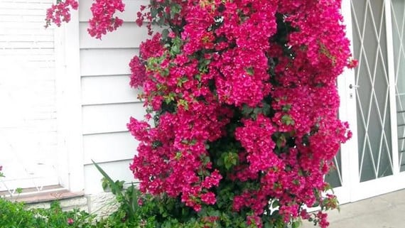 ️ Santa Rita, color en el jardín | Guía Completa 2025