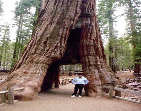 ️ Sequoia gigante: una majestuosa conífera | Guía Completa 2025