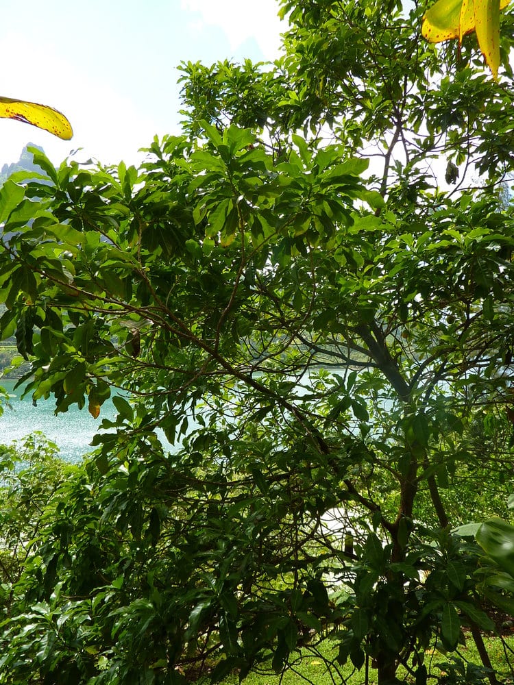 ️ Caimito, un frutal apto para jardines tropicales | Guía Completa 2025