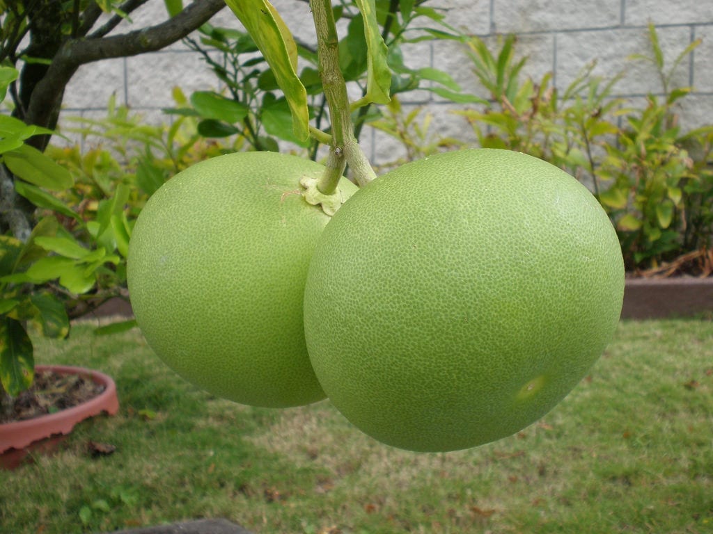 ️ Citrus maxima, el frutal más decorativo | Guía Completa 2026