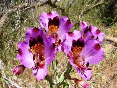️ Astromelia (Alstroemeria) | Guía Completa 2025