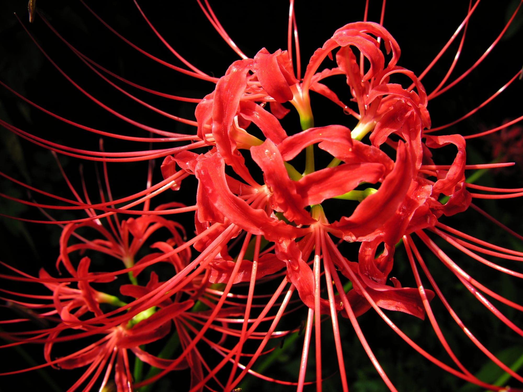 ️ Lycoris radiata | Guía Completa 2026