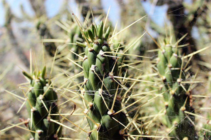 ️ ¿Cómo recuperar un cactus blando? | Guía Completa 2025