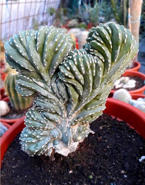 ️ Cactus Cerebro-Cactus de San Pedro Crestado | Guía Completa 2021