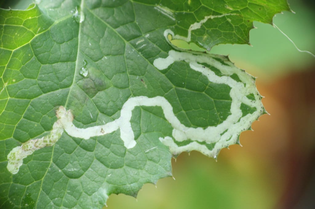 ️ ¿Qué es un minador? | Guía Completa 2026