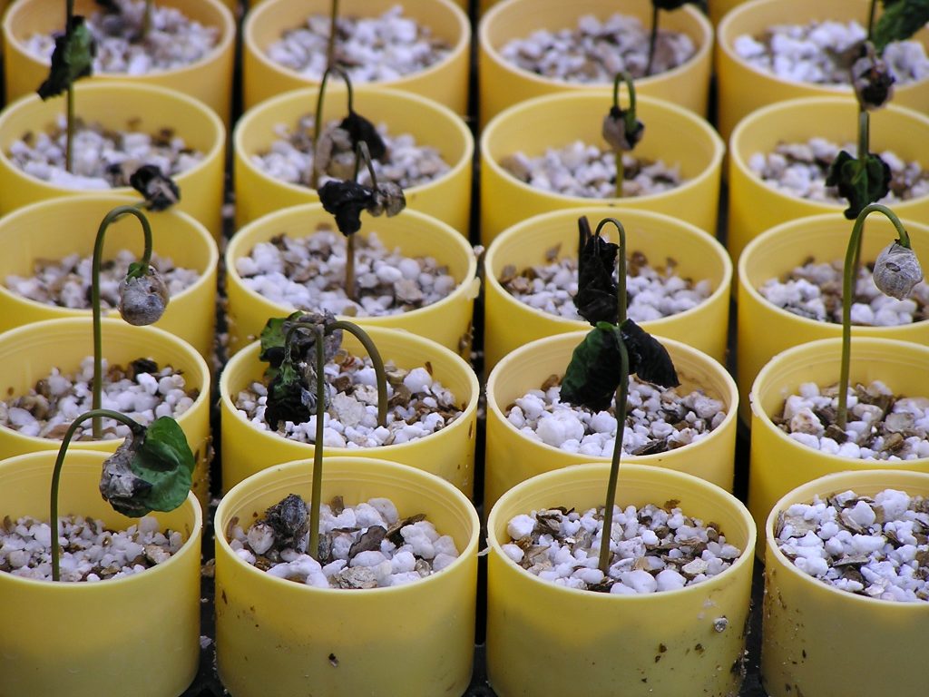 ️ Pythium: síntomas y tratamiento | Guía Completa 2026