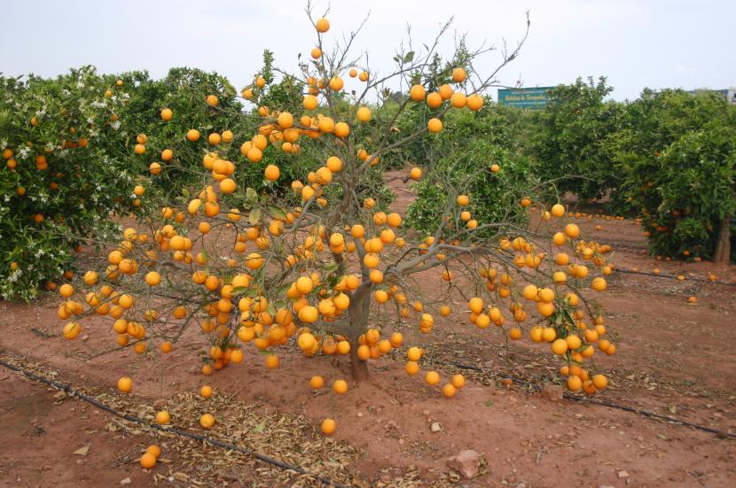 ️ ¿Qué es la virosis y cómo afecta a las plantas? | Guía Completa 2025