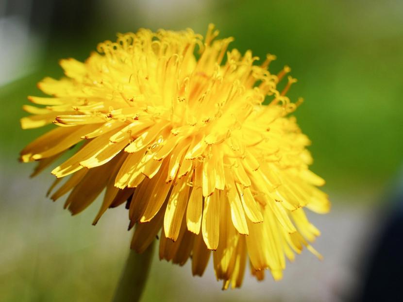 ️ Diente de león, una flor común pero increíblemente bonita | Guía ...