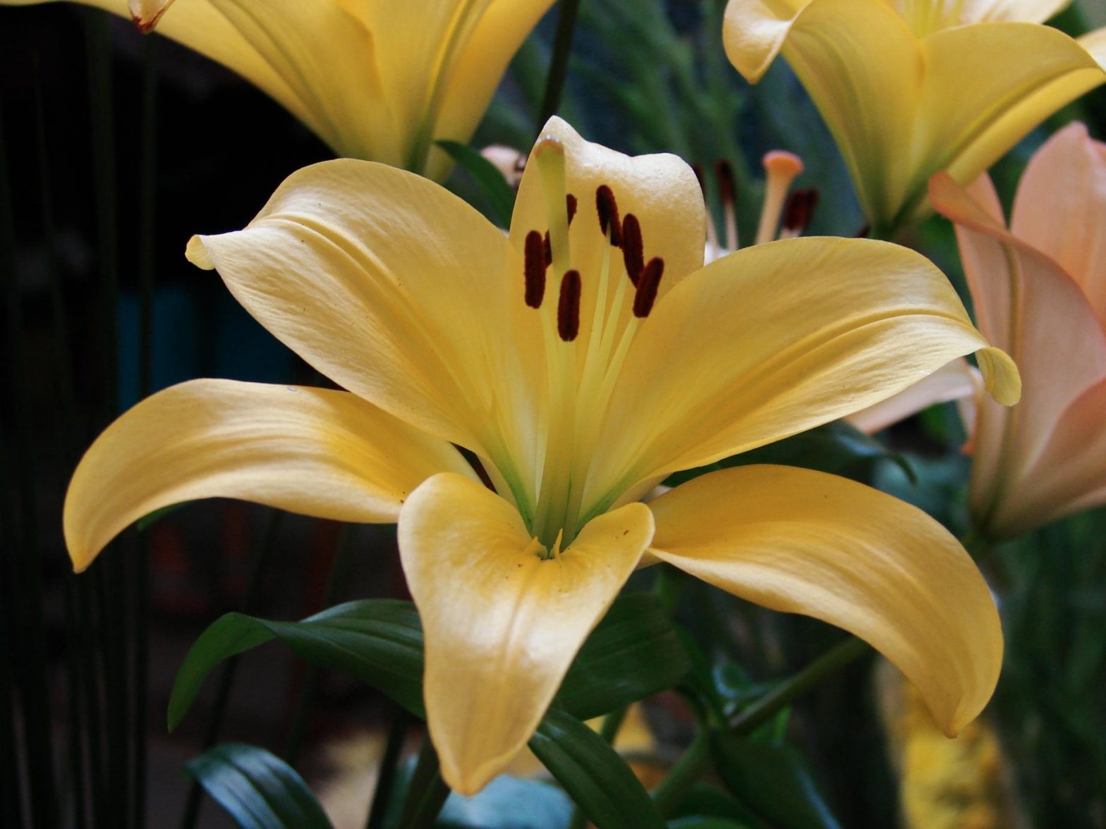 ️ ? ? Lirios |? Origen, Historia, Significado, Usos, Cuidados y Mas ...