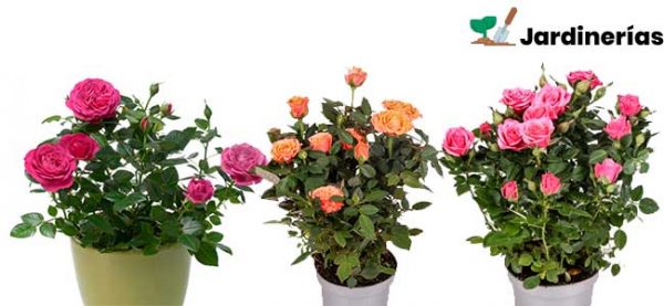 ️ Rosal Mini Cultivo Y Cuidados Del Rosal Mini O Pitiminí Guía Completa 2023