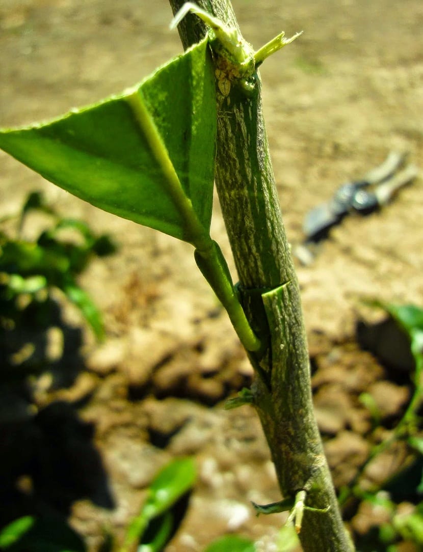 ️ Cómo y cuándo realizar un injerto de naranjo | Guía Completa 2025