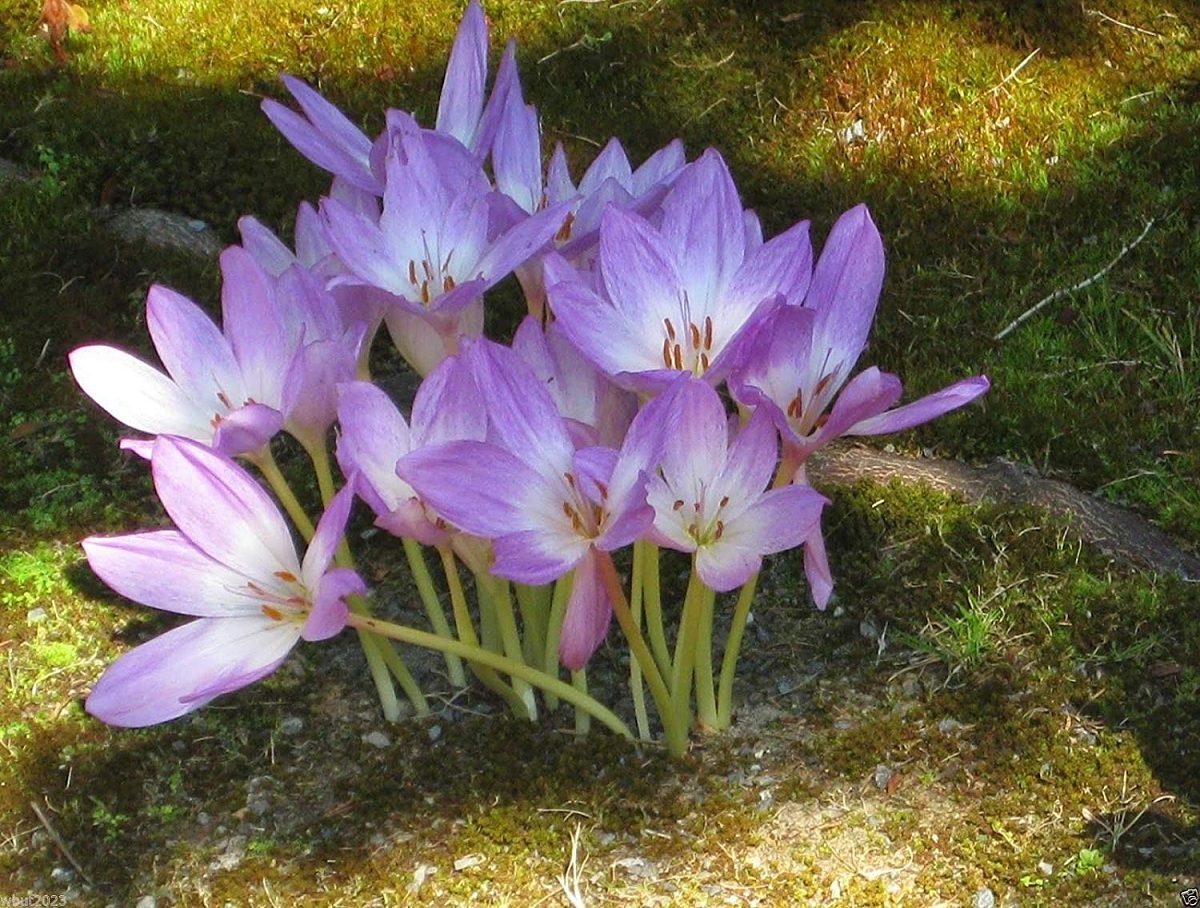 ️ Colchicum autumnale | Guía Completa 2023