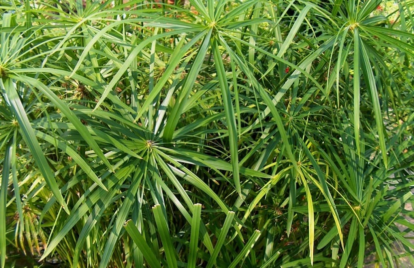 ️ Cyperus para tu jardín | Guía Completa 2026