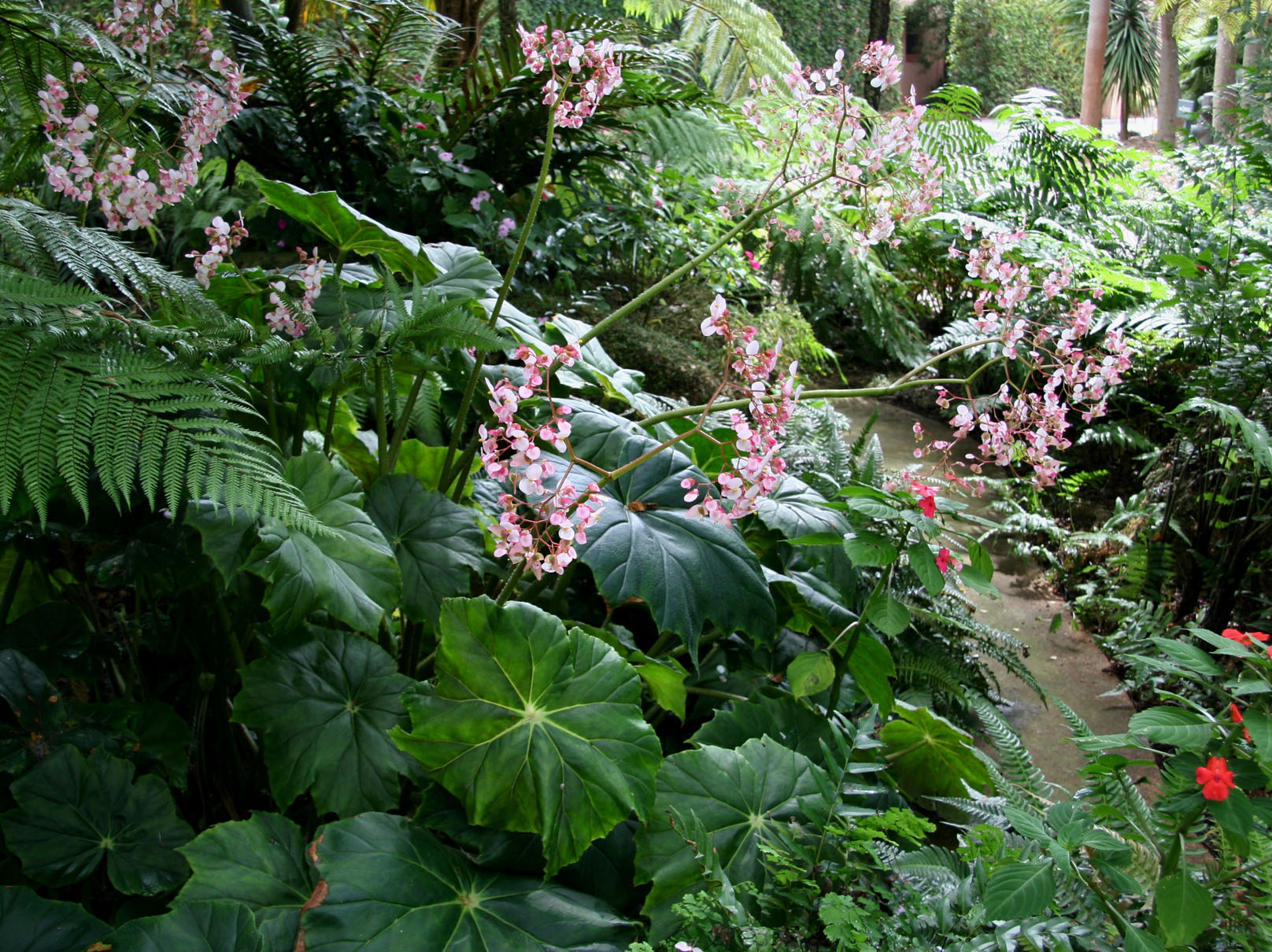 ️ Jardines de sombra | Guía Completa 2023