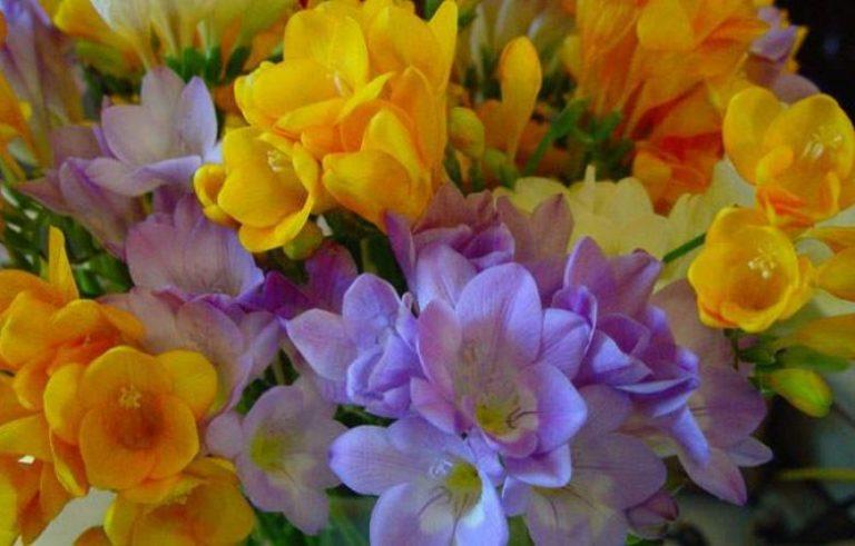 ️ ⊛ FRESIA, Freesia, Fresias 【 Guía Para Cultivar Fresias en el Jardín ...