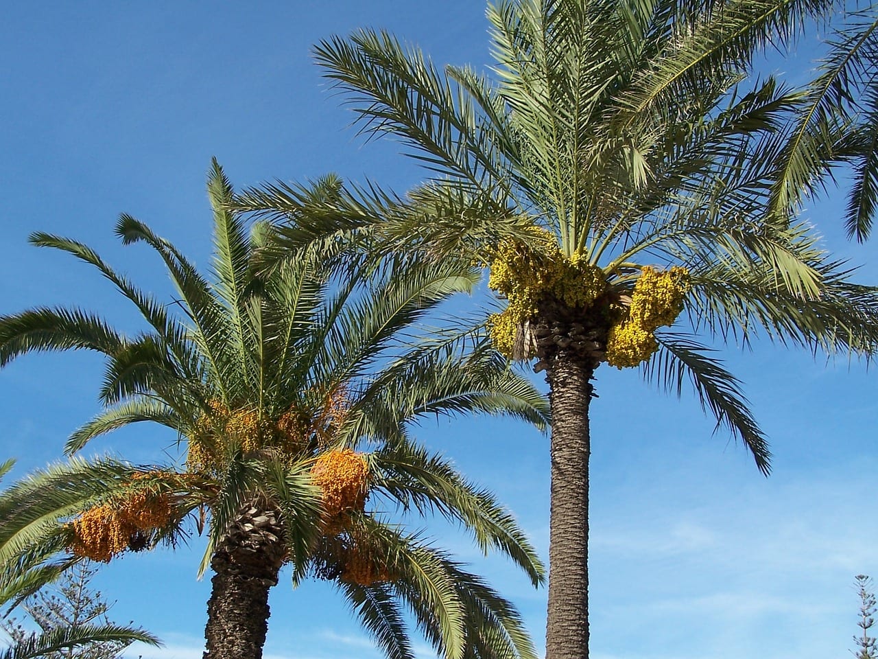 ️ 6 especies de palmeras Phoenix para decorar tu jardín | Guía Completa ...