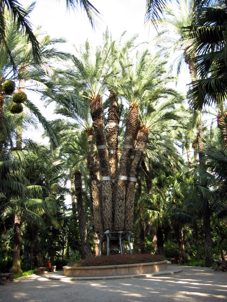 ️ Cómo cuidar la Phoenix dactylifera o palmera datilera | Guía Completa ...