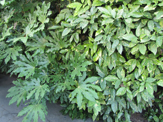 ️ Plantas que aman la sombra | Guía Completa 2023