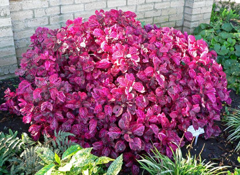 ️ Conoce los cuidados que requiere la Iresine | Guía Completa 2025