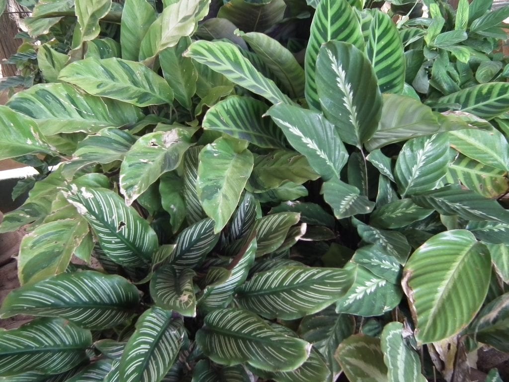 ️ ¿Por qué es tan complicado el cultivo de Maranta? | Guía Completa 2021