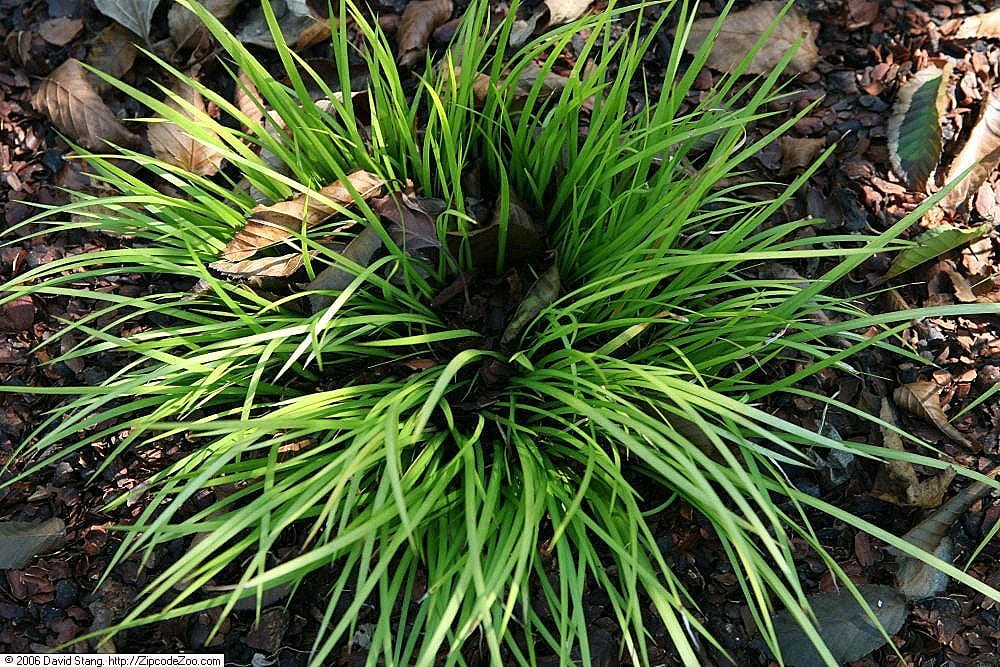 ️ Acoro (Acorus) | Guía Completa 2023