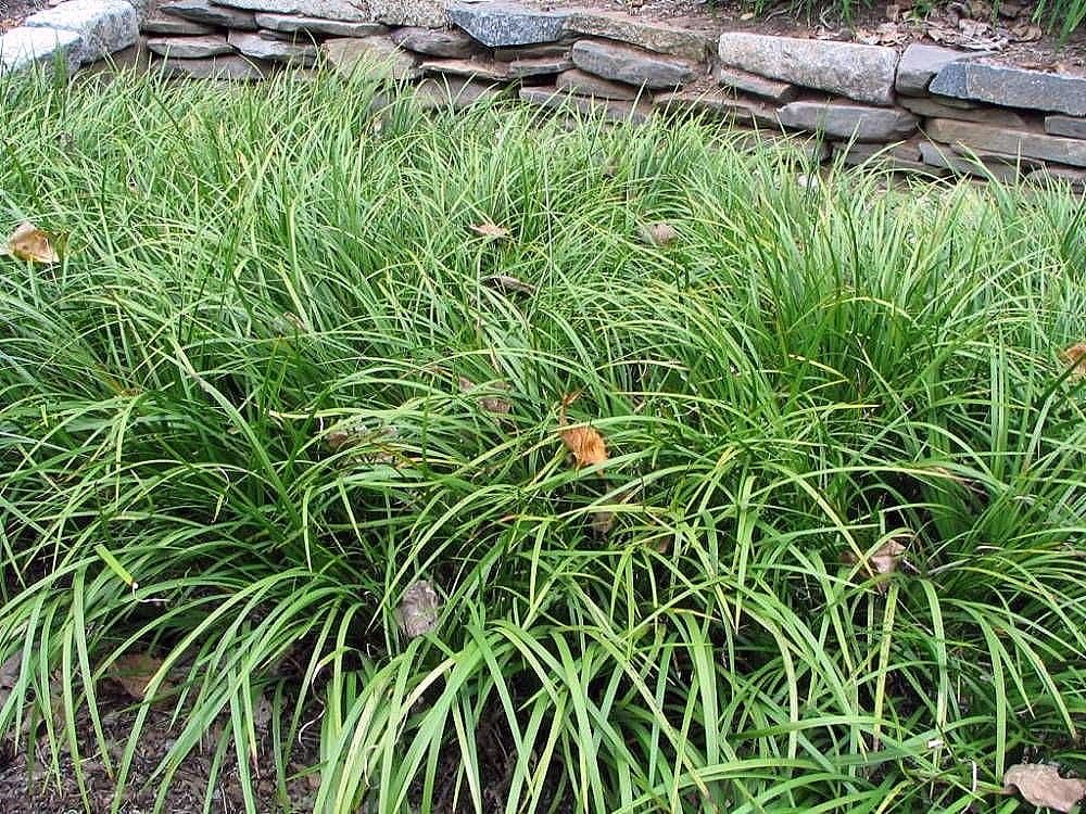 ️ Acoro (Acorus) | Guía Completa 2023