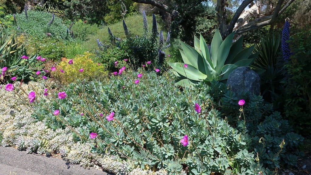 ️ Calandrinia grandiflora | Guía Completa 2026