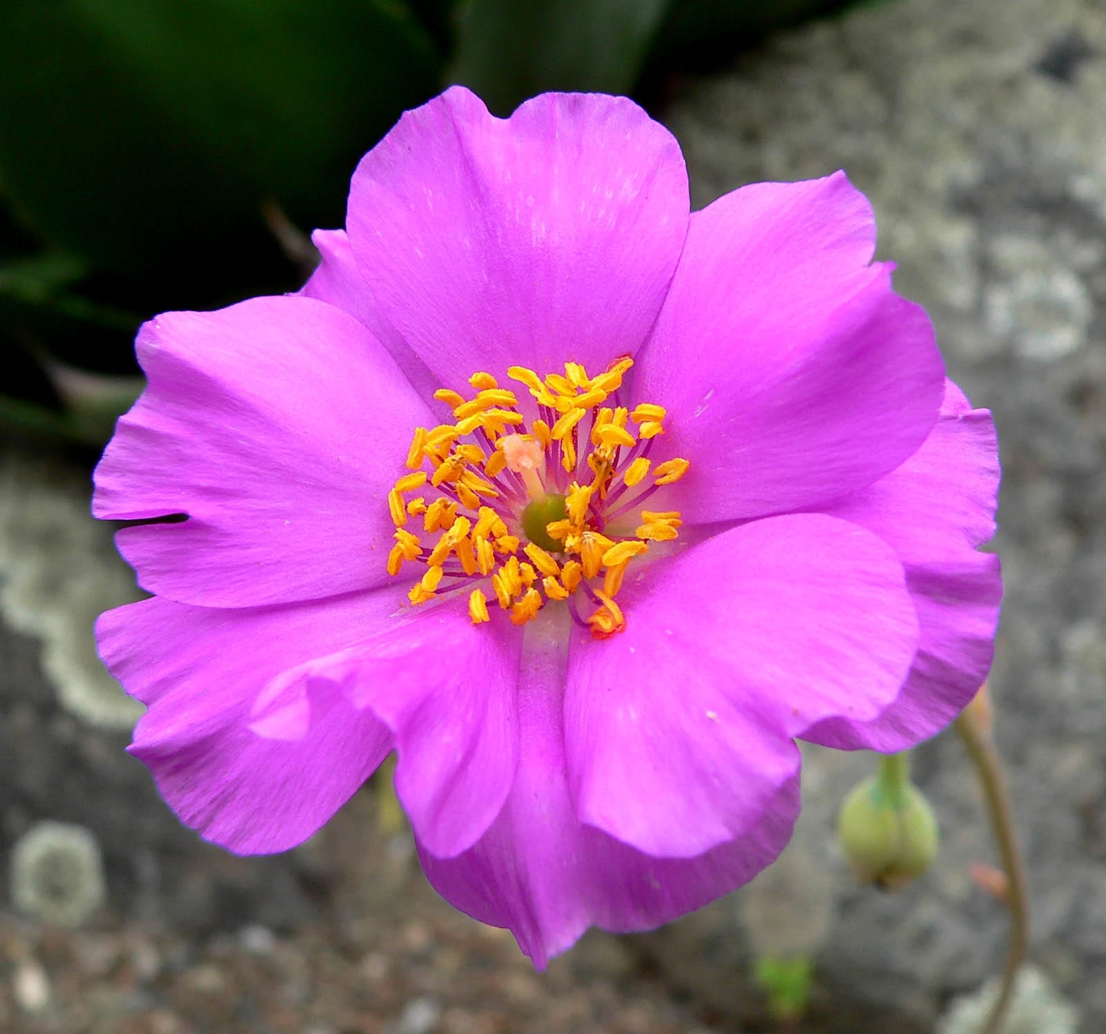 ️ Calandrinia grandiflora | Guía Completa 2024