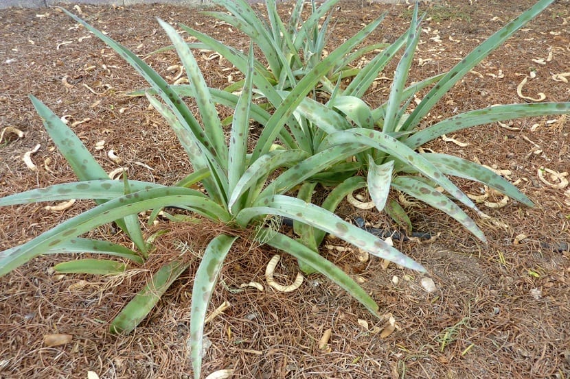 ️ Características, hábitat y cultivo de la Manfreda | Guía Completa 2025