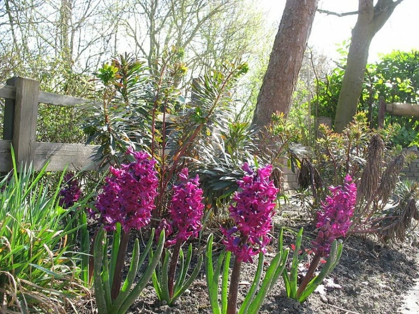 ️ Cuidados, características y cuidados del Jacinto | Guía Completa 2025