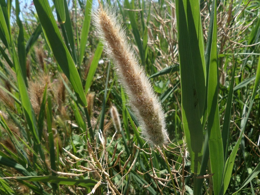 ️ Hierba timotea (Phleum pratense) | Guía Completa 2025