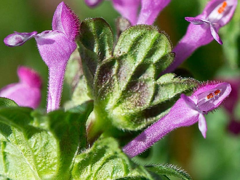 ️ Ortiga mansa (Lamium amplexicaule) | Guía Completa 2021