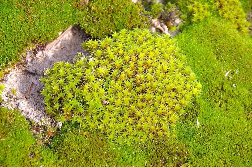 ️ Musgo torcido (Tortula ruralis) | Guía Completa 2023