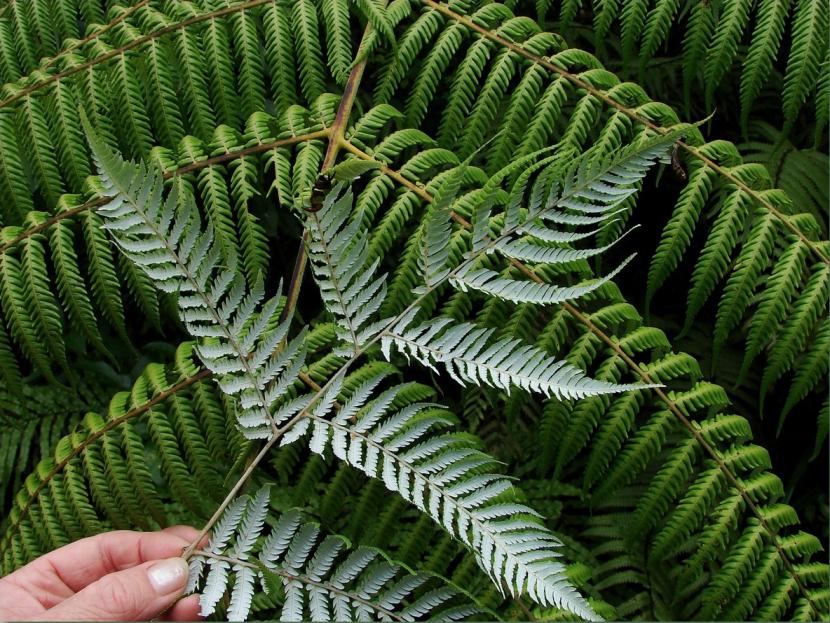 ️ Todo sobre las Cyathea | Guía Completa 2026
