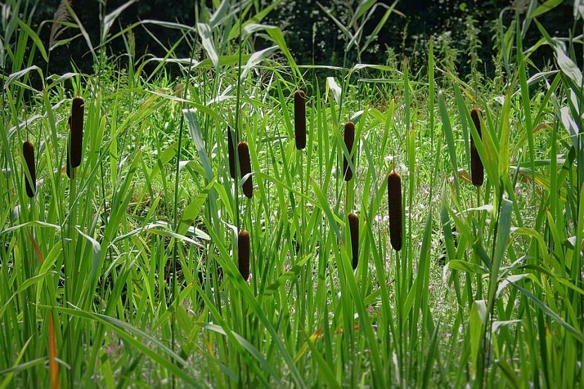 ️ Anea Typha Guía Completa 2021 9320